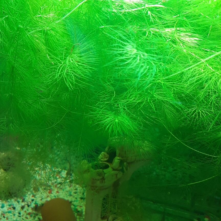 Растение в аквариум