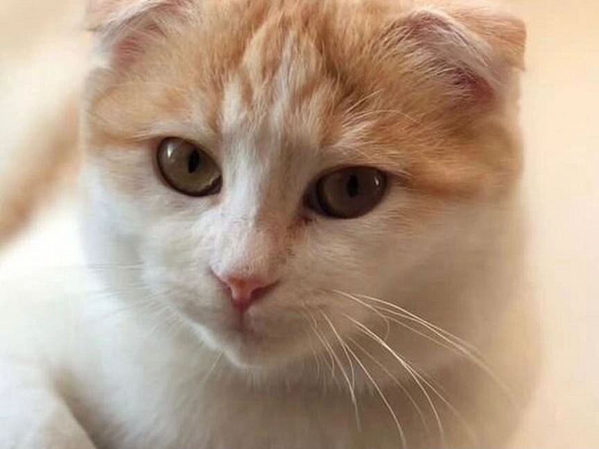 Рыжий вислоухий котенок девочка