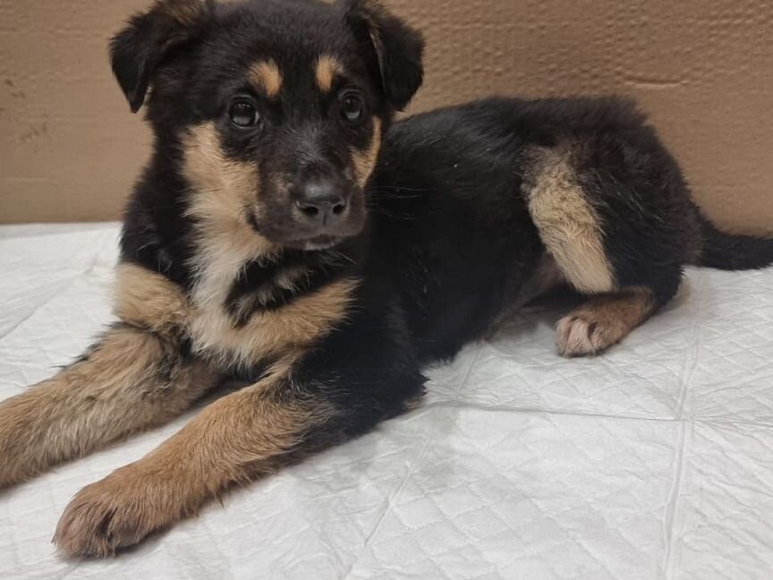 Подкинули на участок щенков в добрые руки