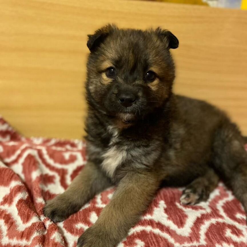 Маленькое счастье только для любви