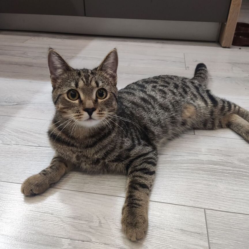 Котёнок в добрые руки