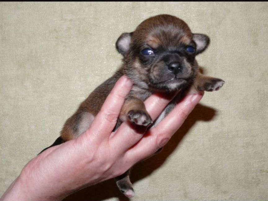 Чихуашечки