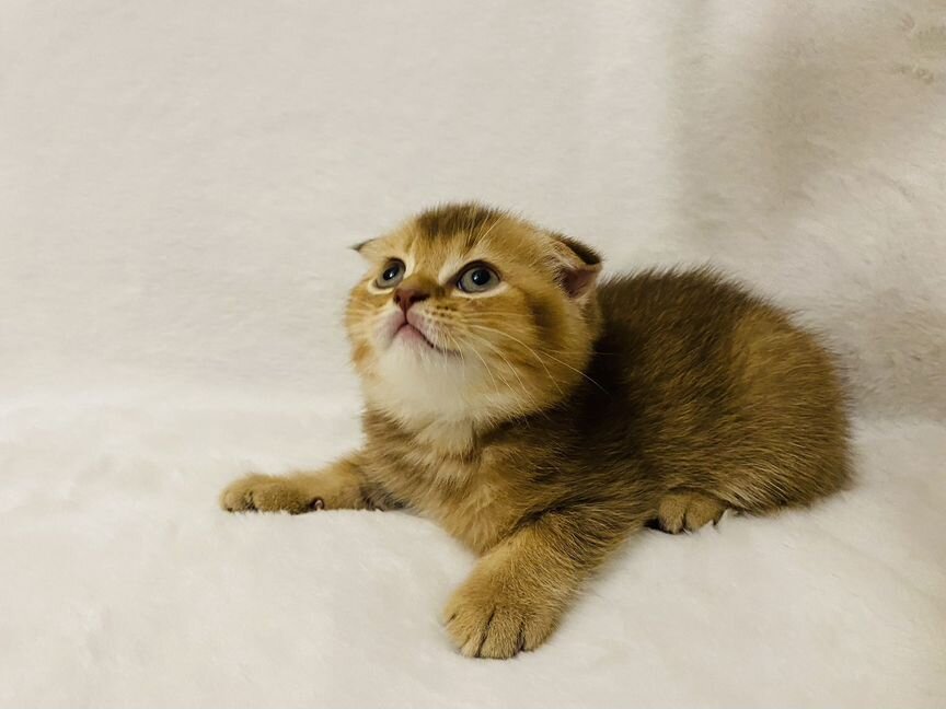 Котята Шотландская золотая шиншилла