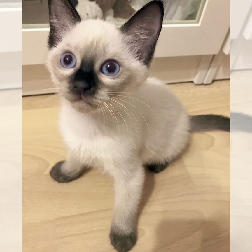 Тайский котёнок