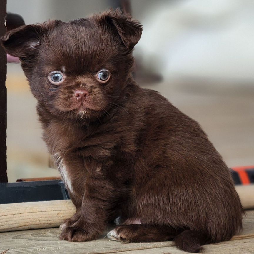 Чихуахуа, щенок