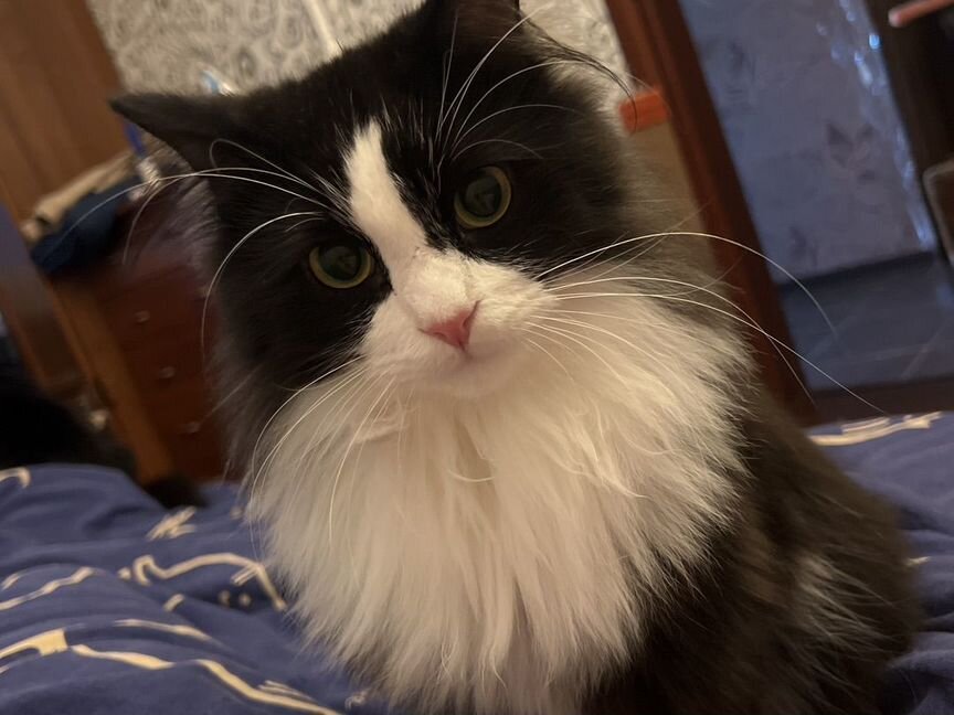 Отдам бесплатно кота в хорошие руки