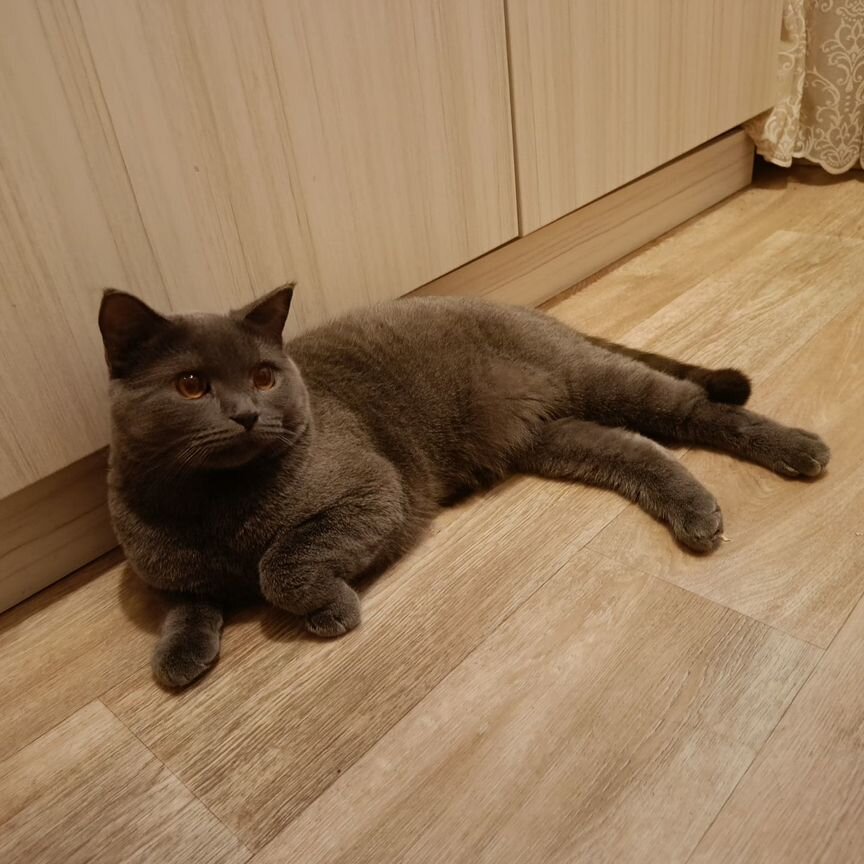 Отдам котенка в добрые руки (британец)