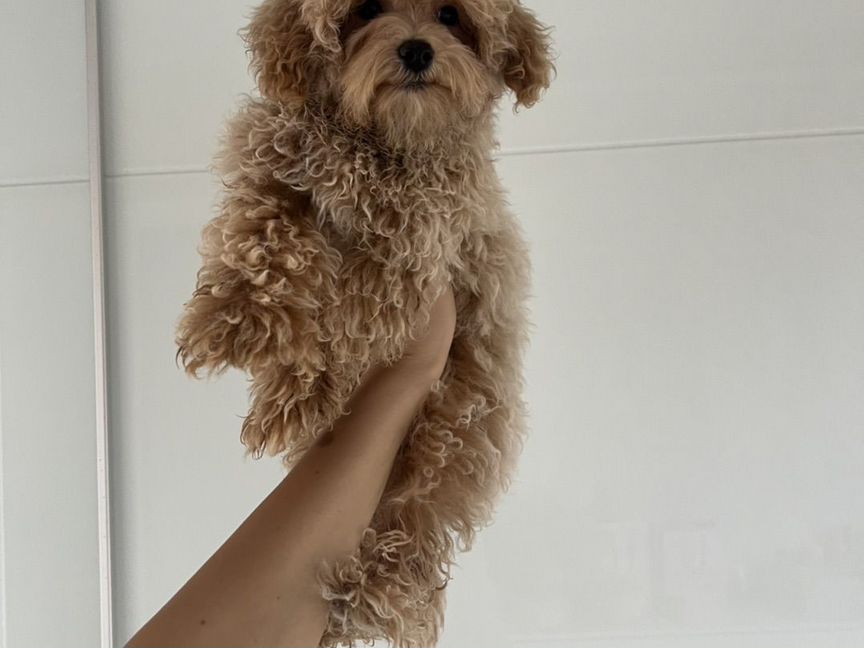 Мальтипу ф1 замечательный мальчик Корея Baby Face