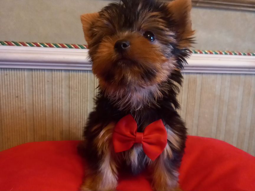 Йоркширский терьер щенки, беби фейс