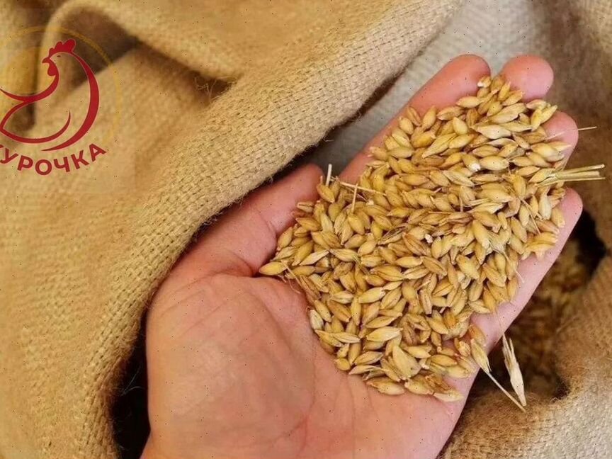 Зерно, овес, ячмеь пшеница