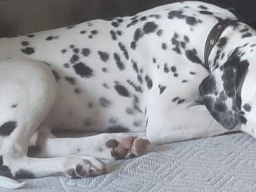 Далматинец щенок