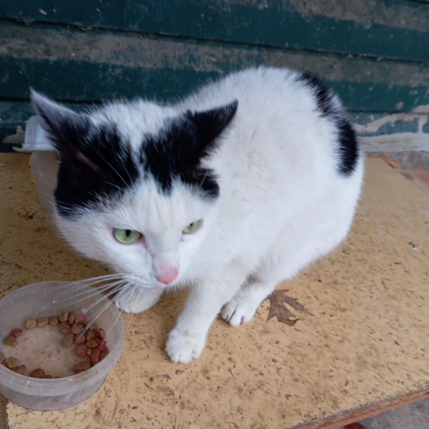 Мурзик в добрые руки