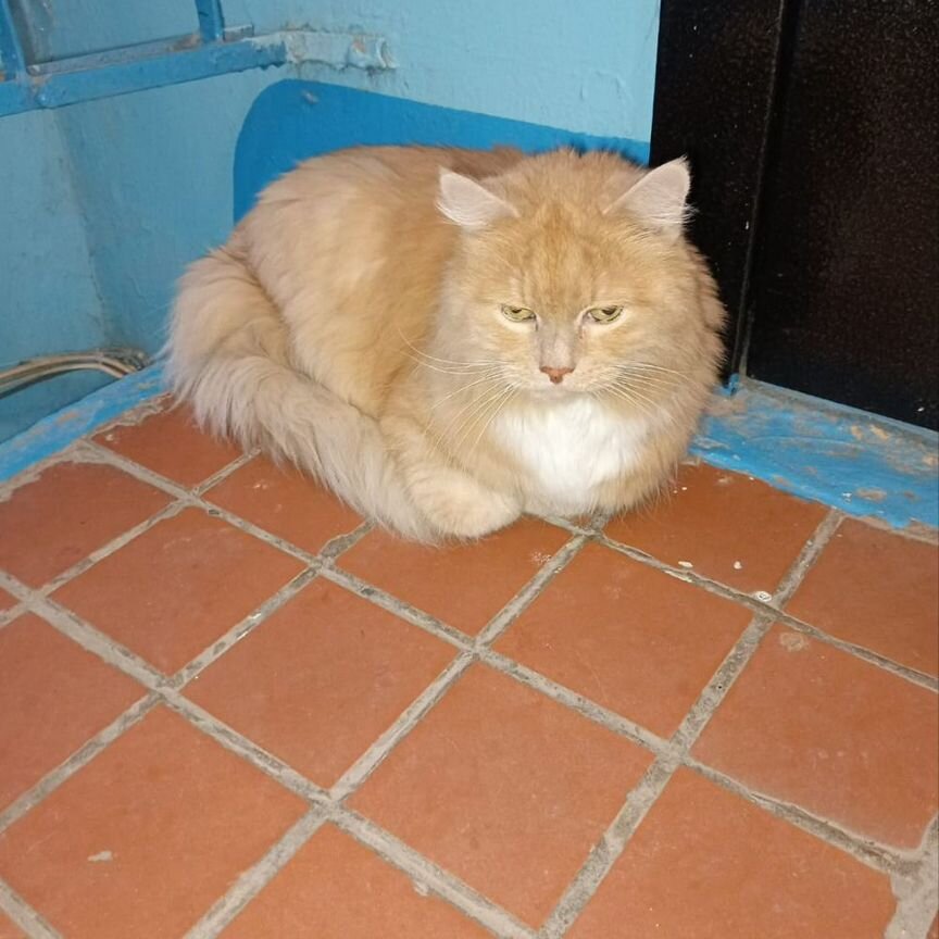 Кот