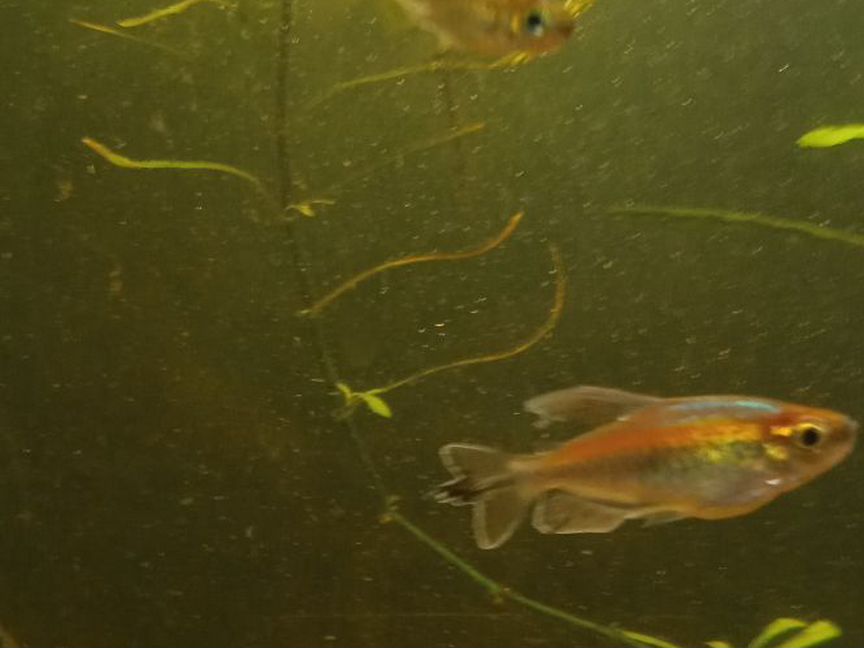 Аквариумные рыбки