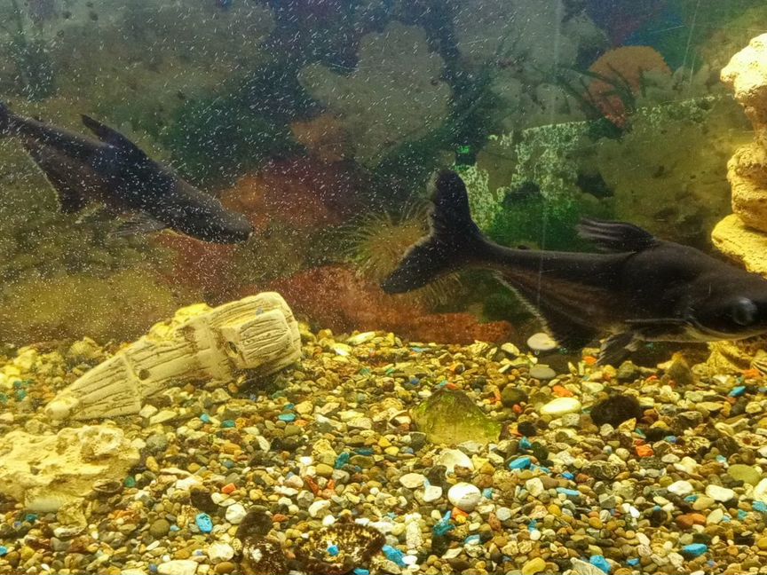 Продам Пангасиус