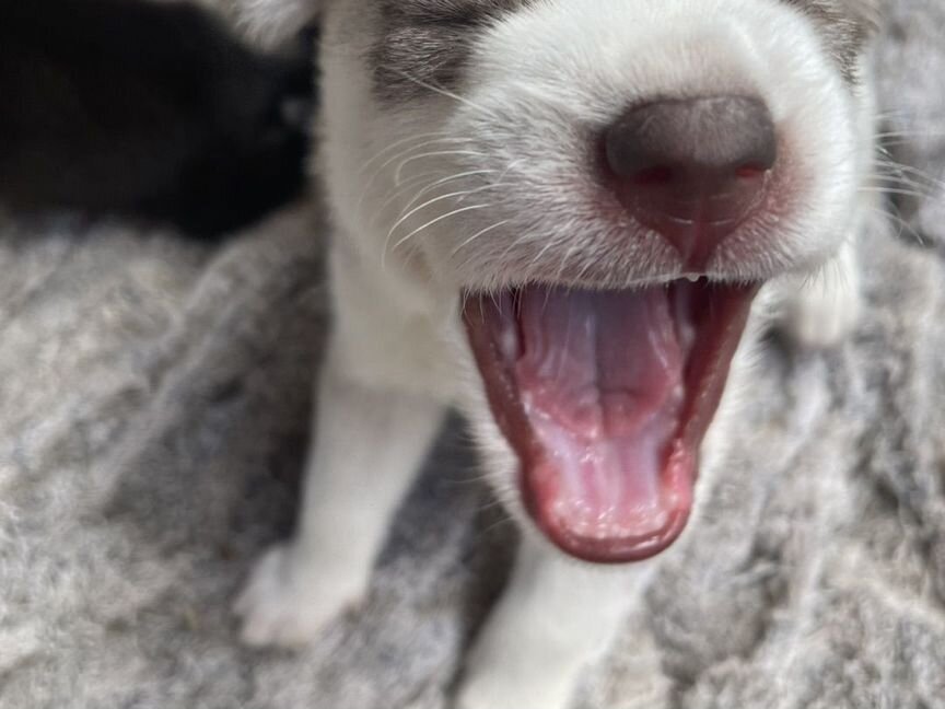 Щенки хаски и дворняги