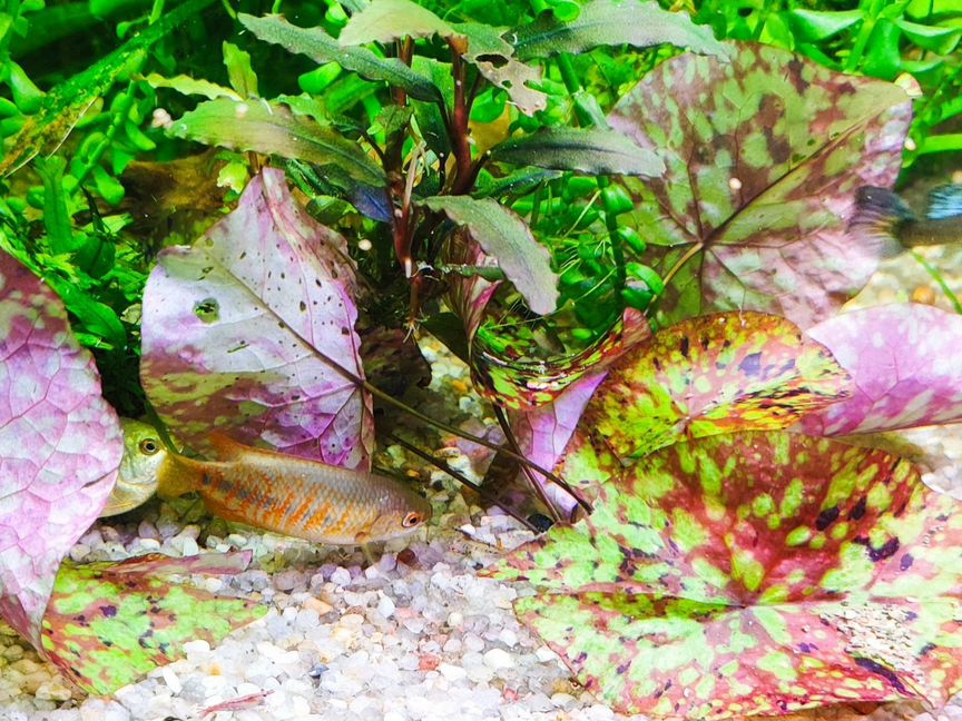 Лялиусы пара