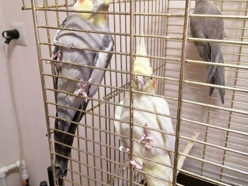 Попугай корелла пара