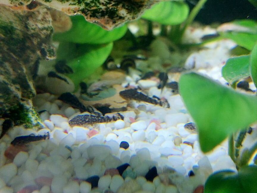 Аквариумные рыбки сомики