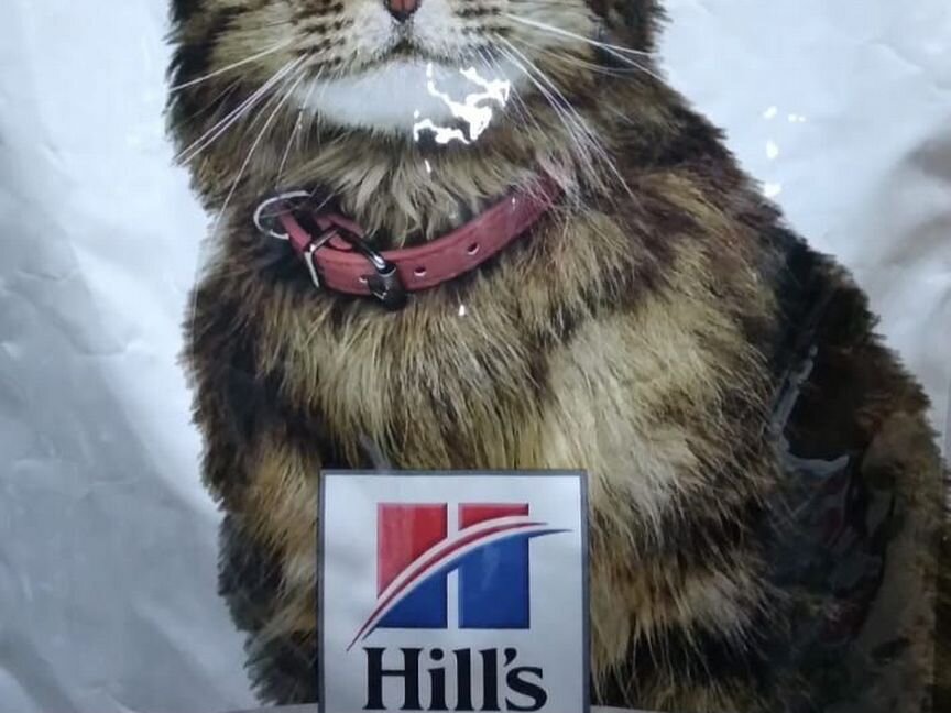 Сухой корм Hill's Science Plan Sensitive Stomach &