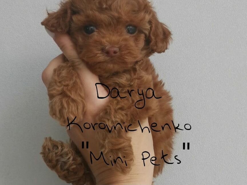 Мальтипу Ф2 Тедди