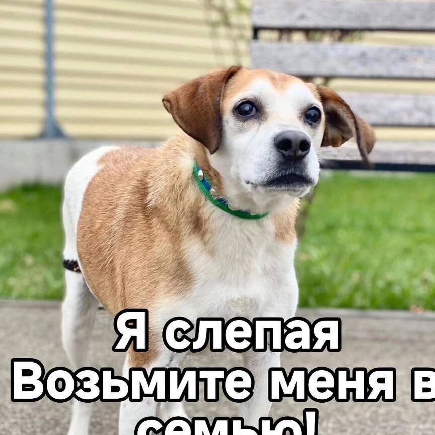 Собака в добрые руки - Фанни