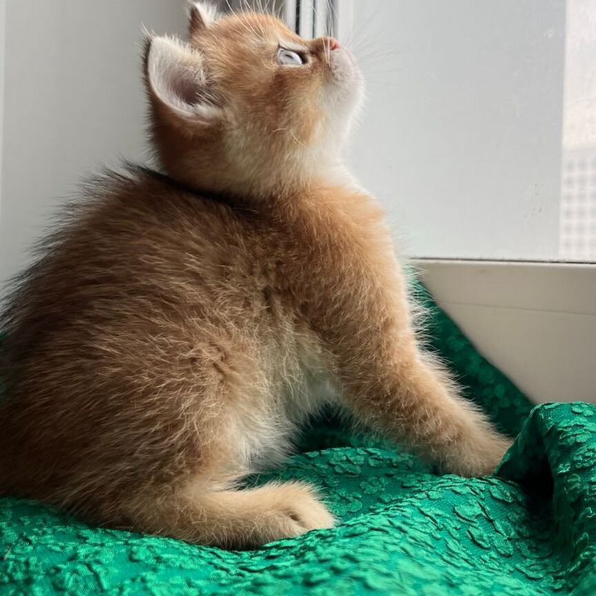 Британский короткошёрстный котёнок