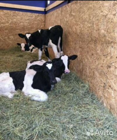 Бычки телята