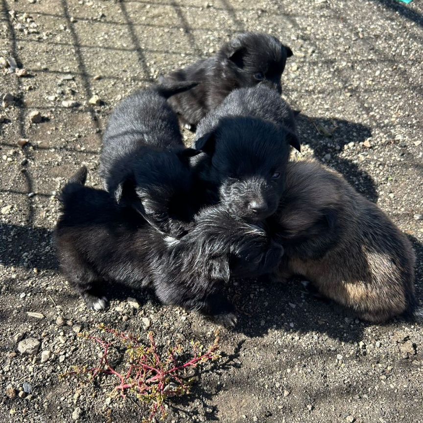 Щенки, звоночки в добрые руки бесплатно