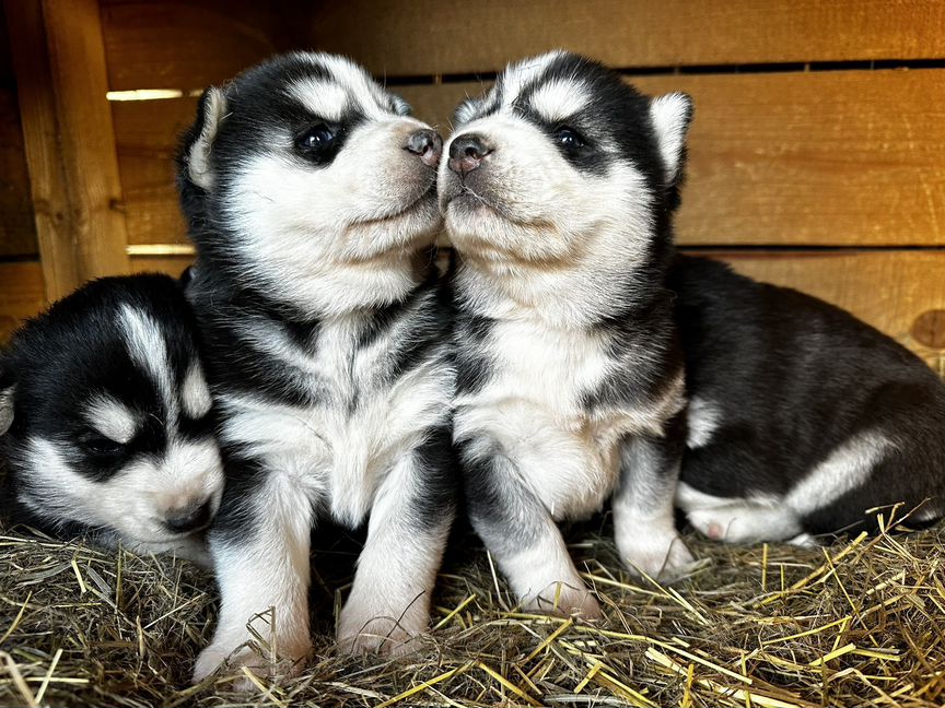 Щенки сибирской хаски