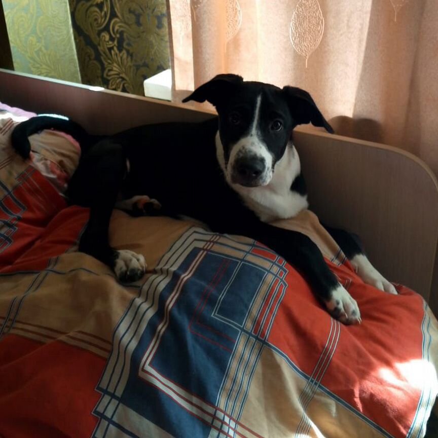 Щенок в добрые руки