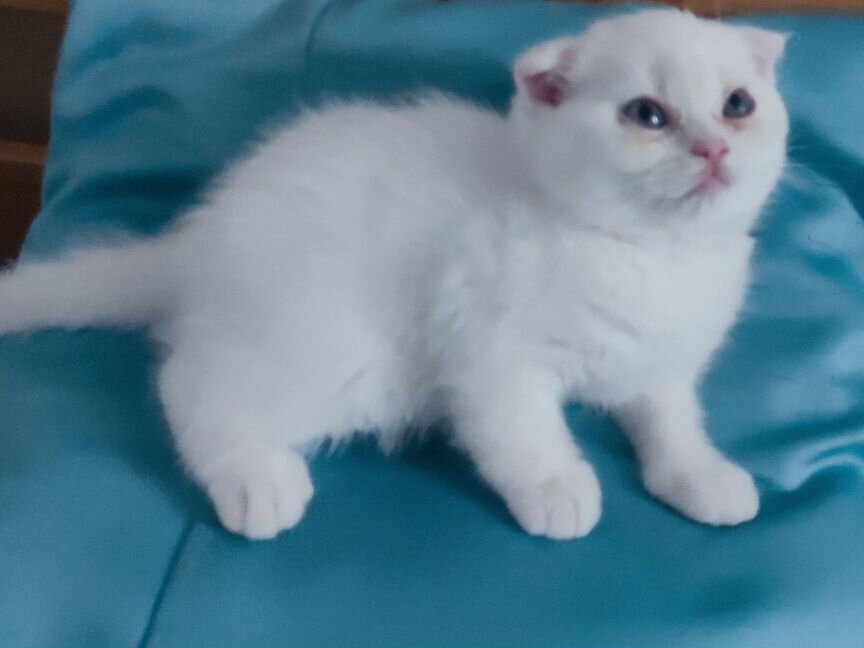 Шотландские котята