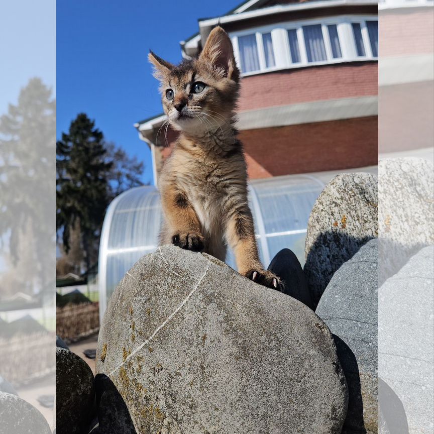 Чаузи ф2 ручной котенок