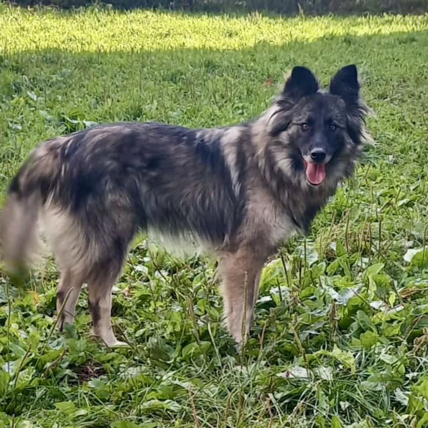 Небольшая очаровательная Маша ищет дом