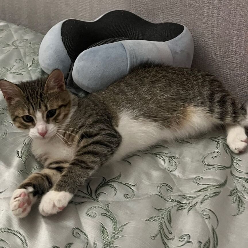 Домашний котенок