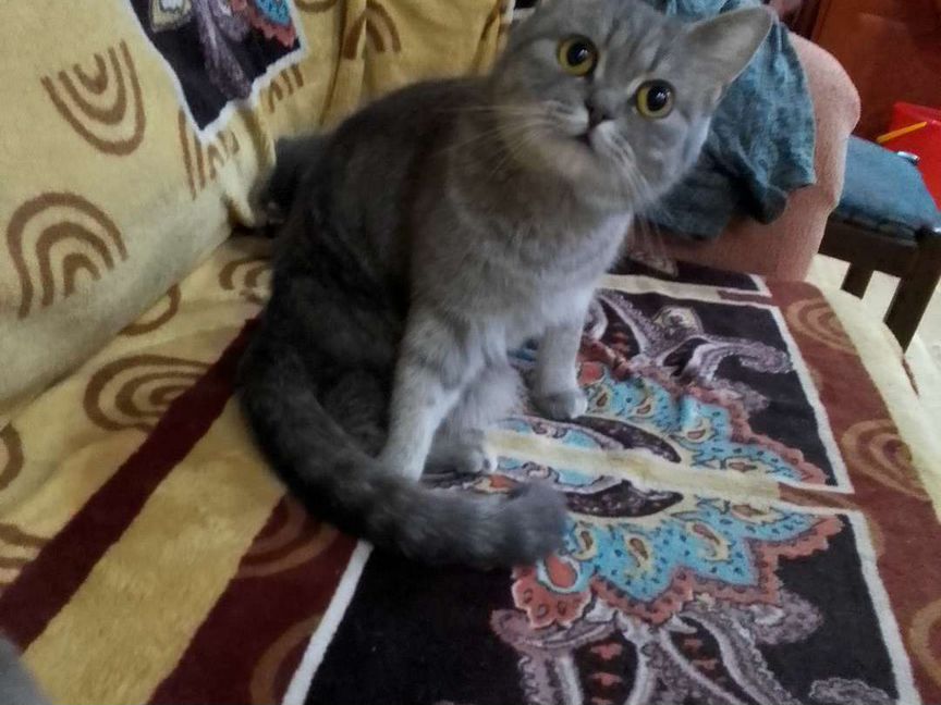 Британская кошка(это мама)