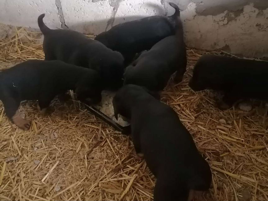 Щенки ягдтерьера