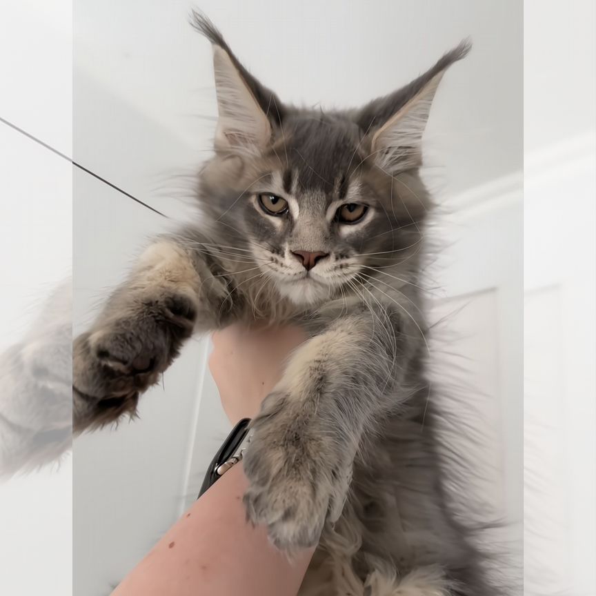 Мейн-кун котёнок