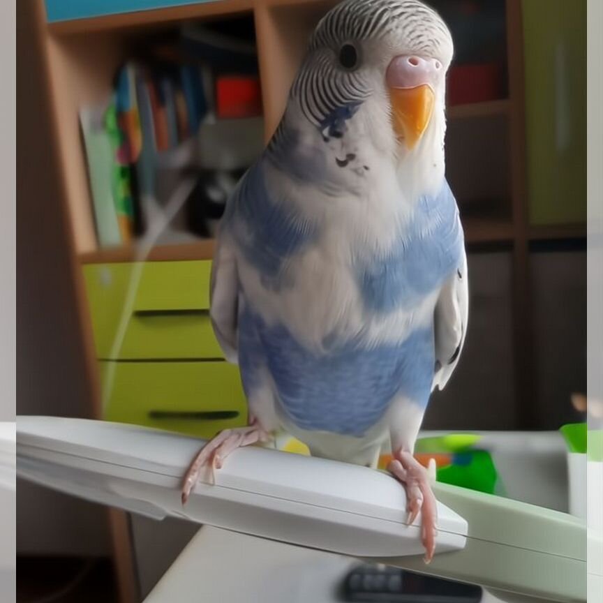 Волнистый попугай самец