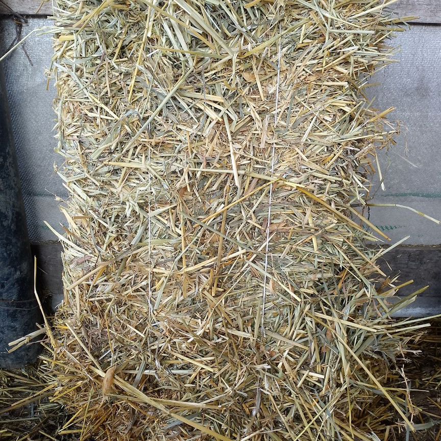 Сено в тюках овëс с горохом 100шт