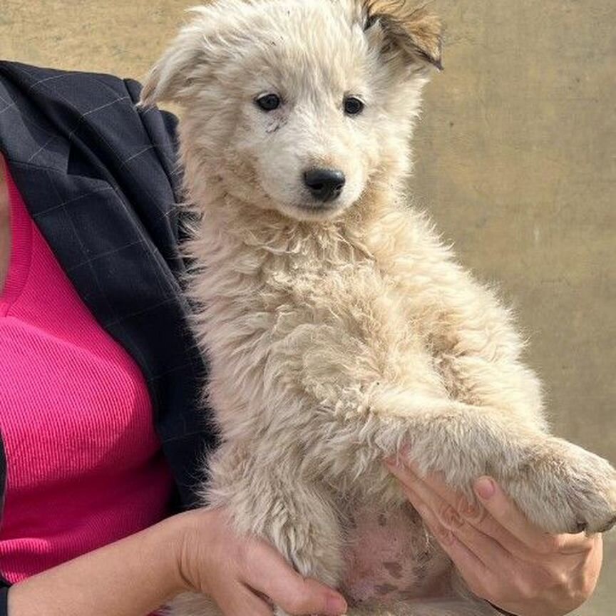 Жуля со стройки, 2 мес, очень пушистая. Вырастет с