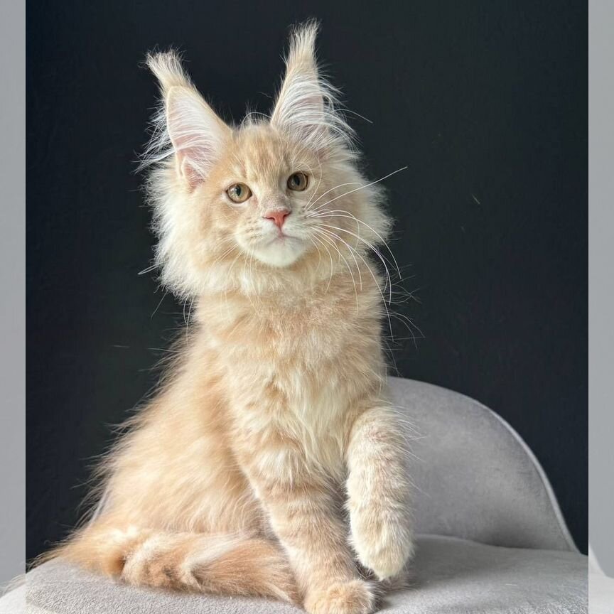 Мейн-кун, взрослая кошка