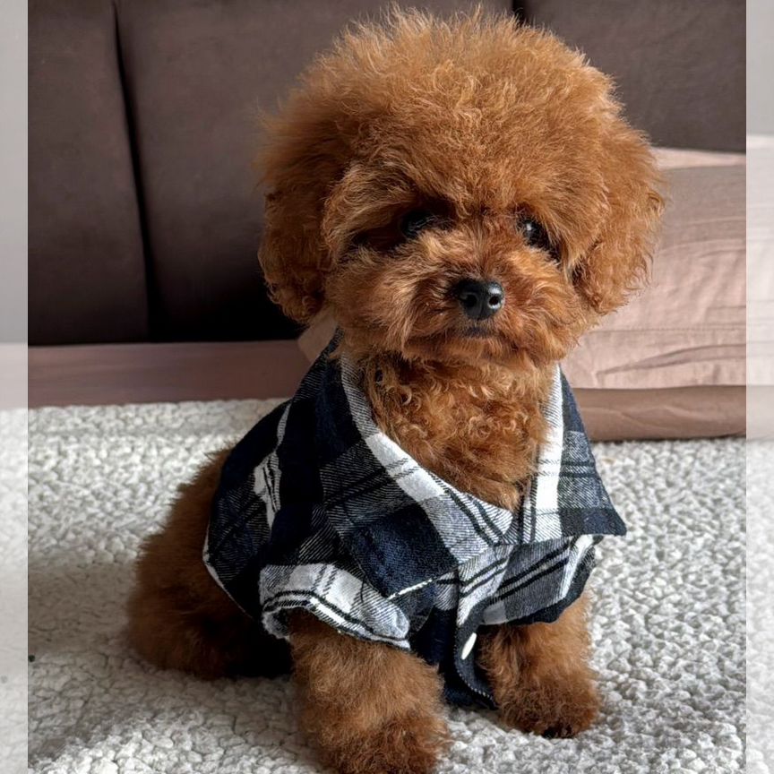 Той-пудель, щенок