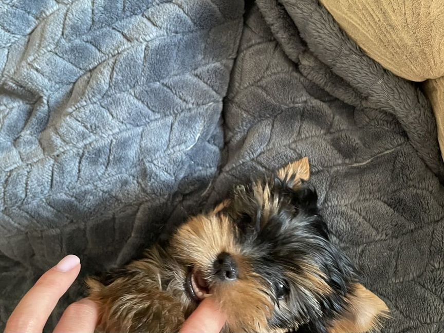 Девочка (2месяца)