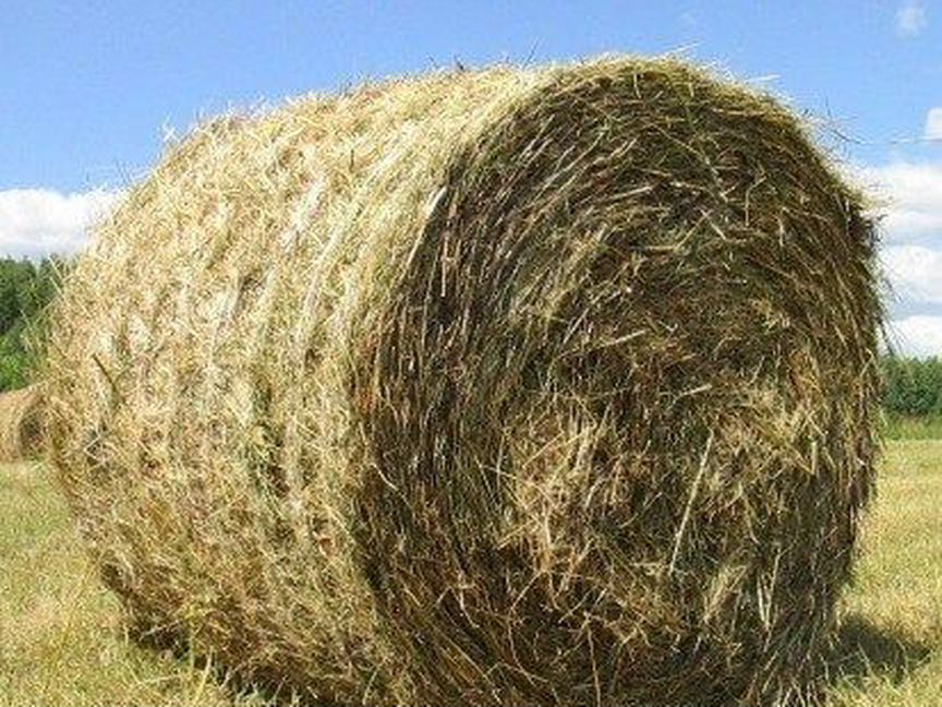 Сено в рулонах