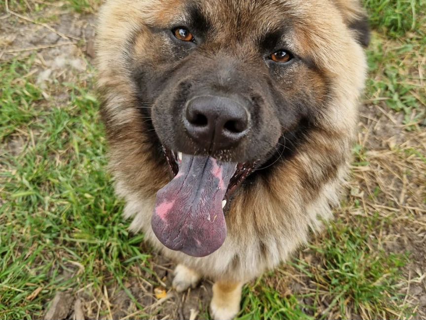 Чау-чау вязка