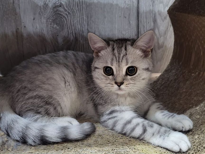Британская пятнистая кошка