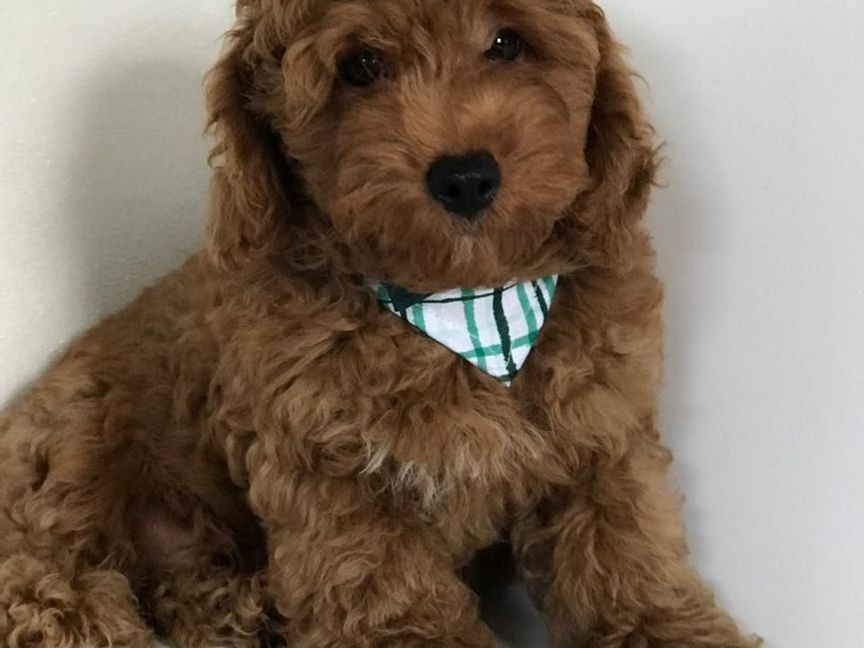 Мальтипу super ред braun