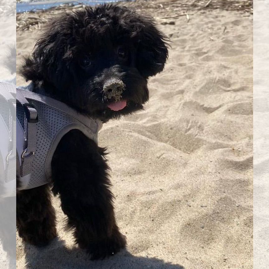 Пудель мальчик вязка