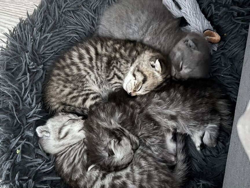 Шотландская